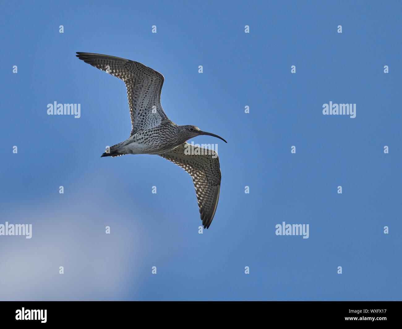 Curlew and animal hi-res stock photography and images - Alamy