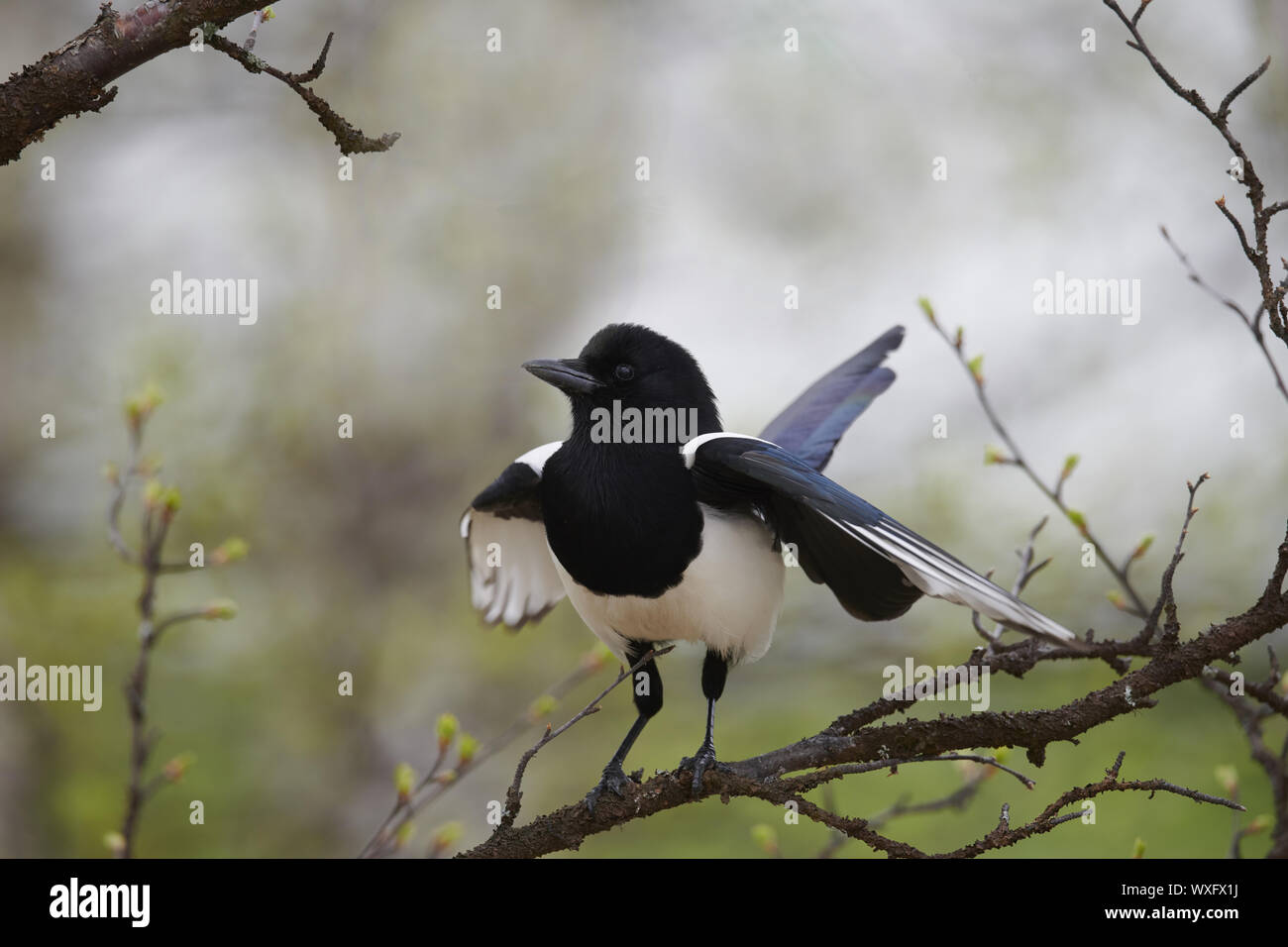Magpie picture hi-res stock photography and images - Alamy