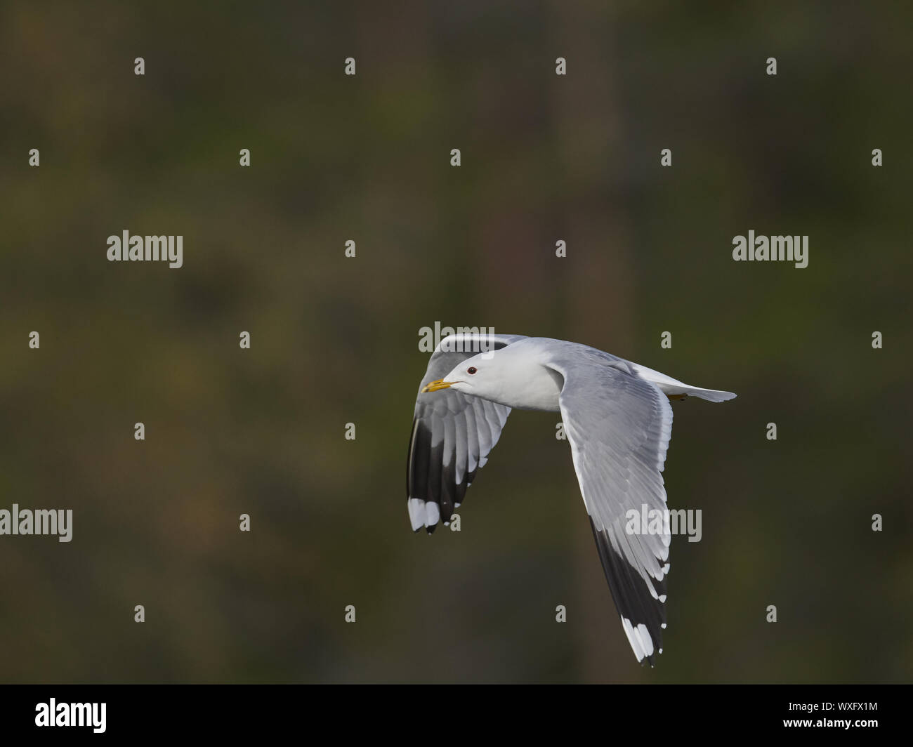 Common gulls hi-res stock photography and images - Alamy