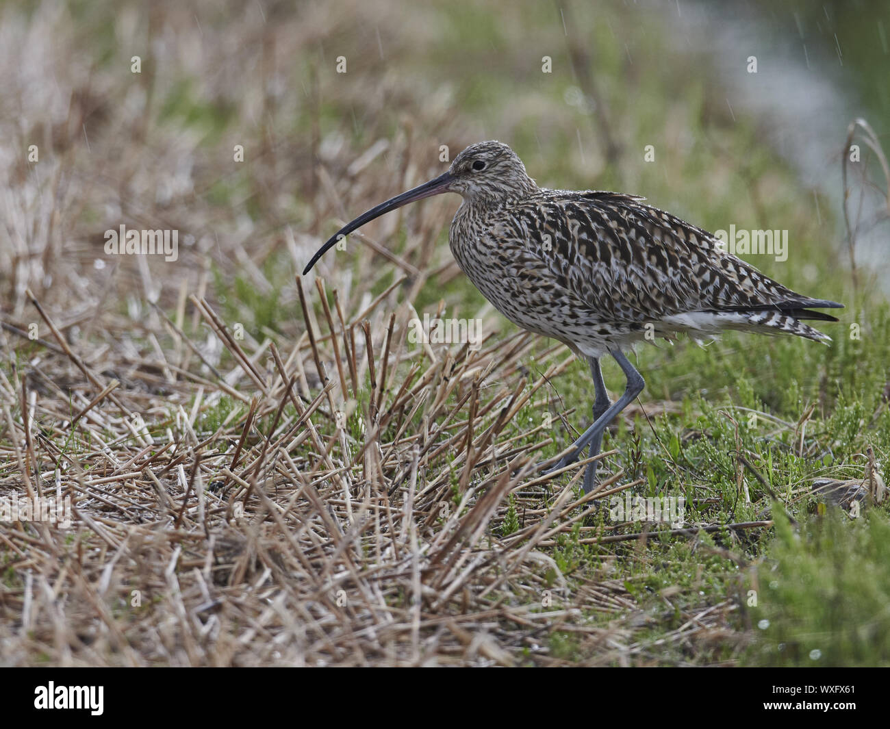 Eurasian curlew european curlew numenius hi-res stock photography and ...