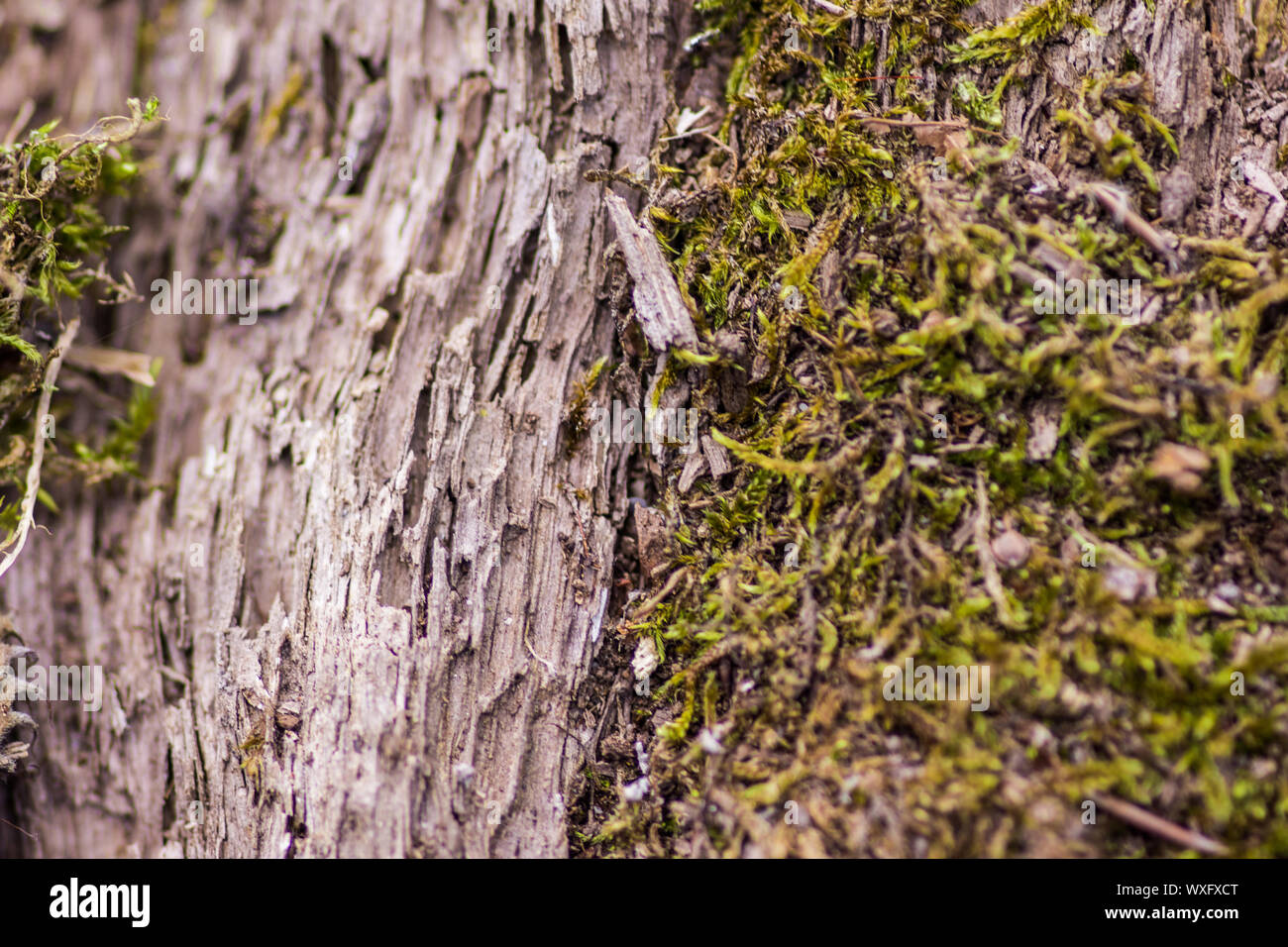 moss growing on tree bark Stock Photo - Alamy