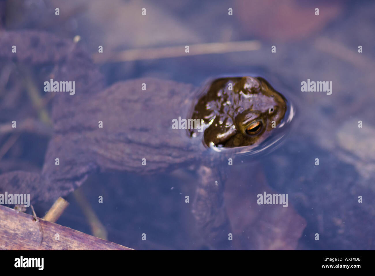 The terrarium zoology hi-res stock photography and images - Alamy