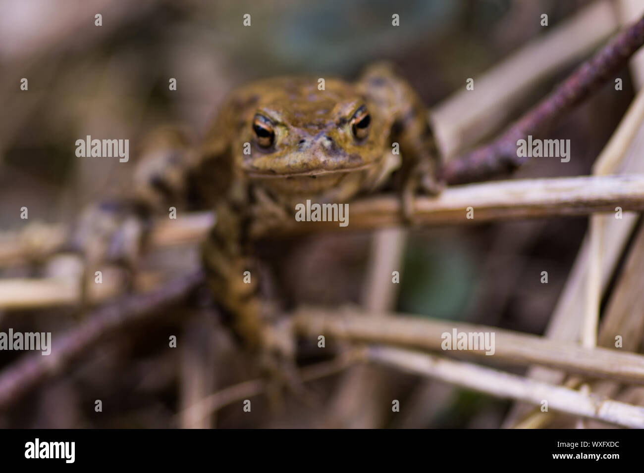 Individual species hi-res stock photography and images - Alamy