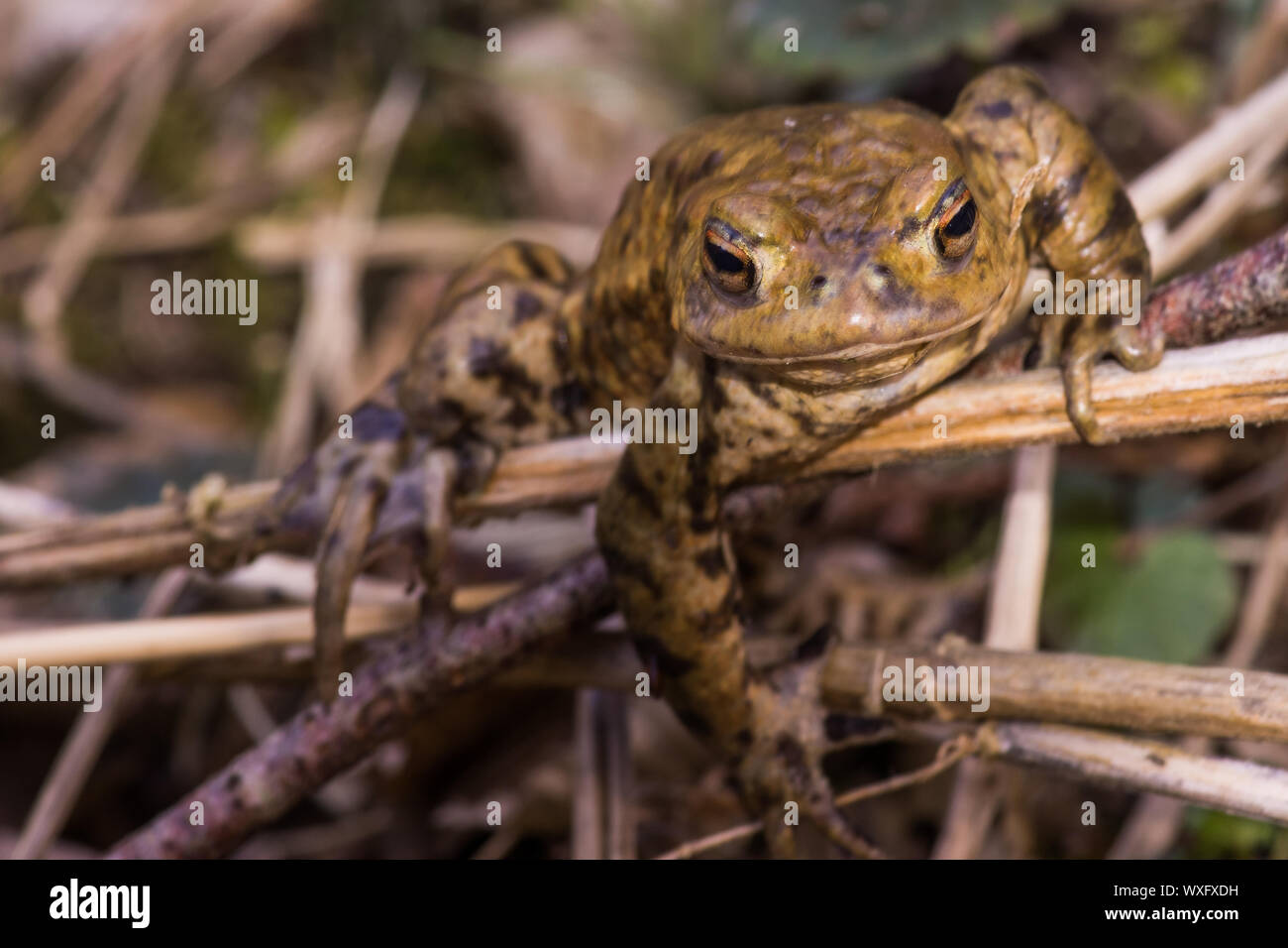 Crawling species hi-res stock photography and images - Alamy