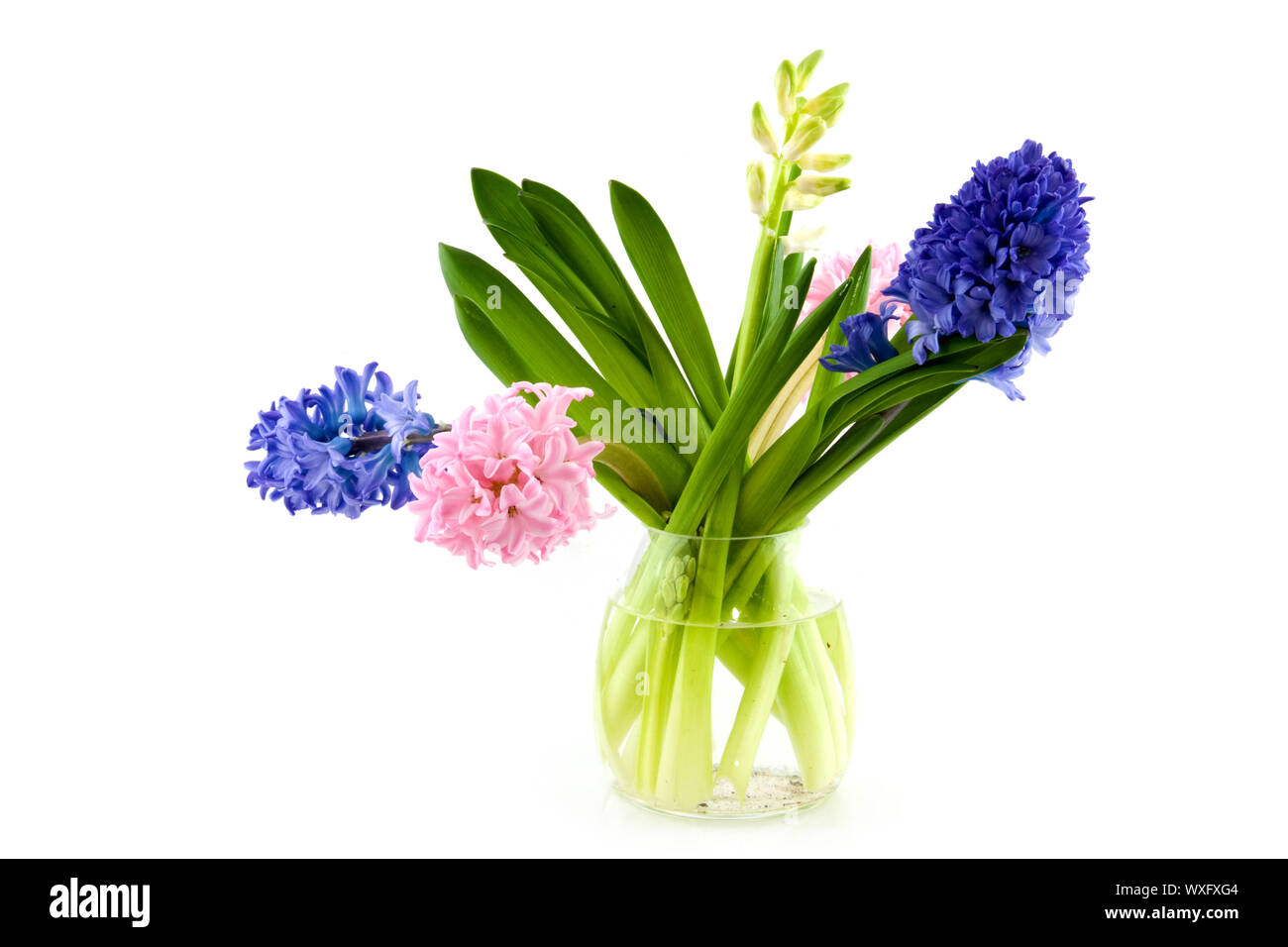 Hyacinths in a glass vase Stock Photo - Alamy