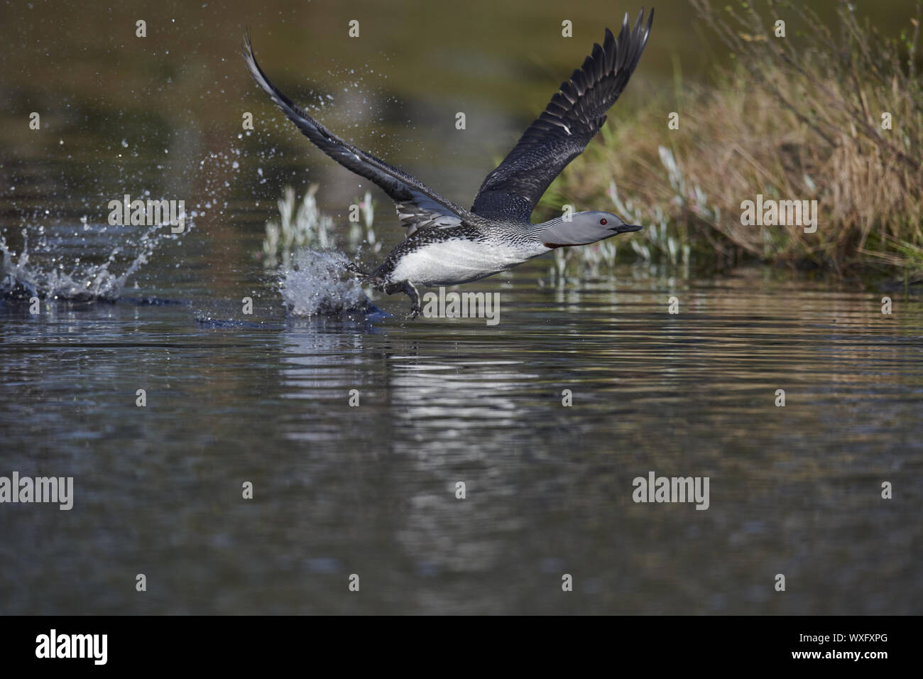 Gaviidae bird hi-res stock photography and images - Alamy