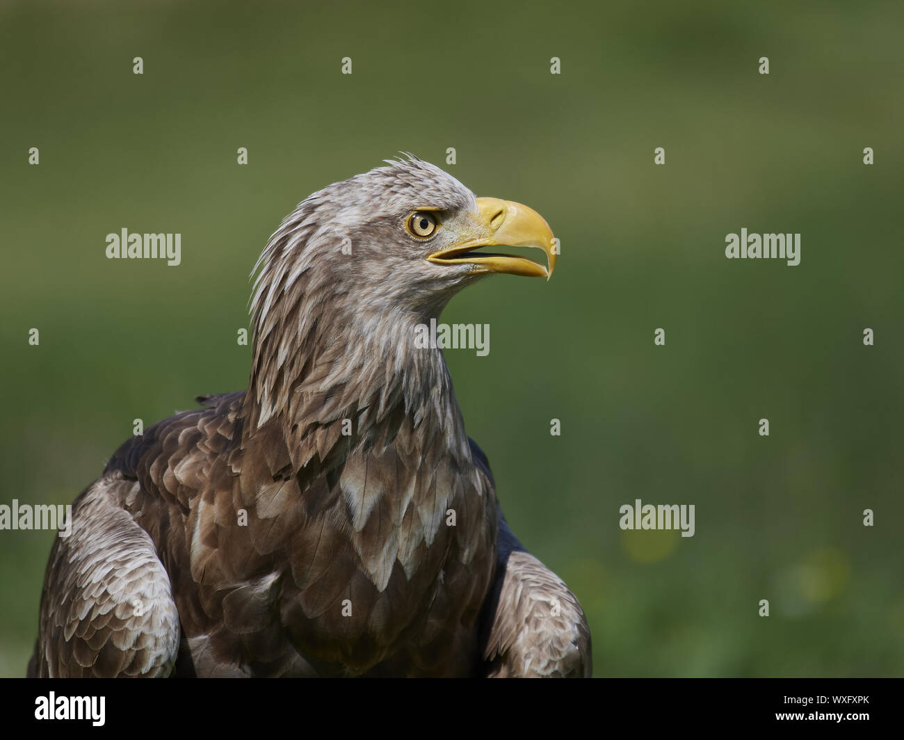 Sea eagles hi-res stock photography and images - Alamy