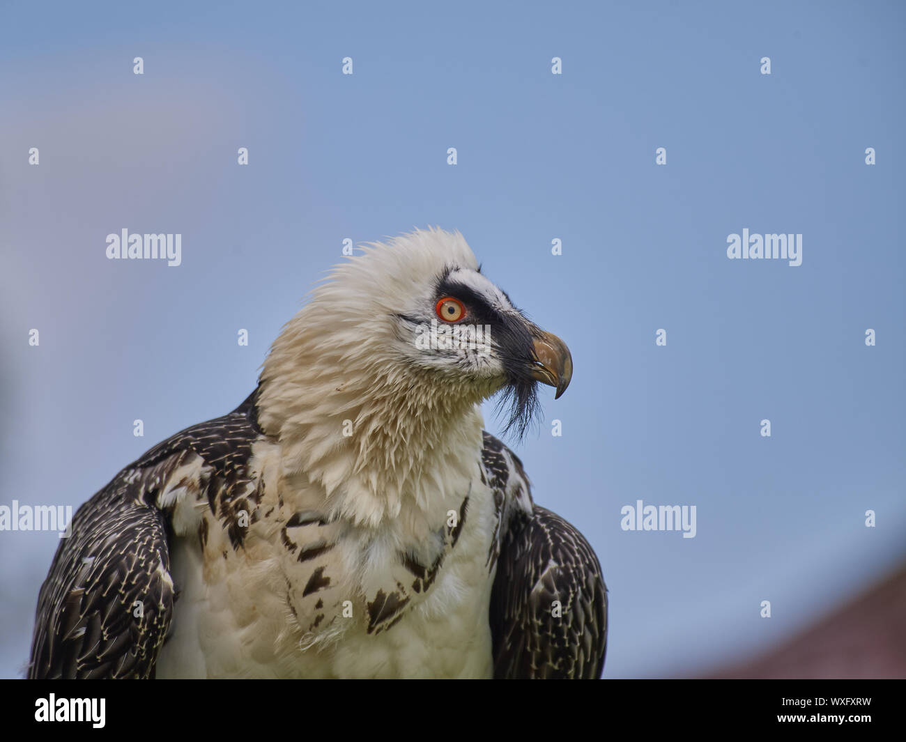 European vulture hi-res stock photography and images - Alamy