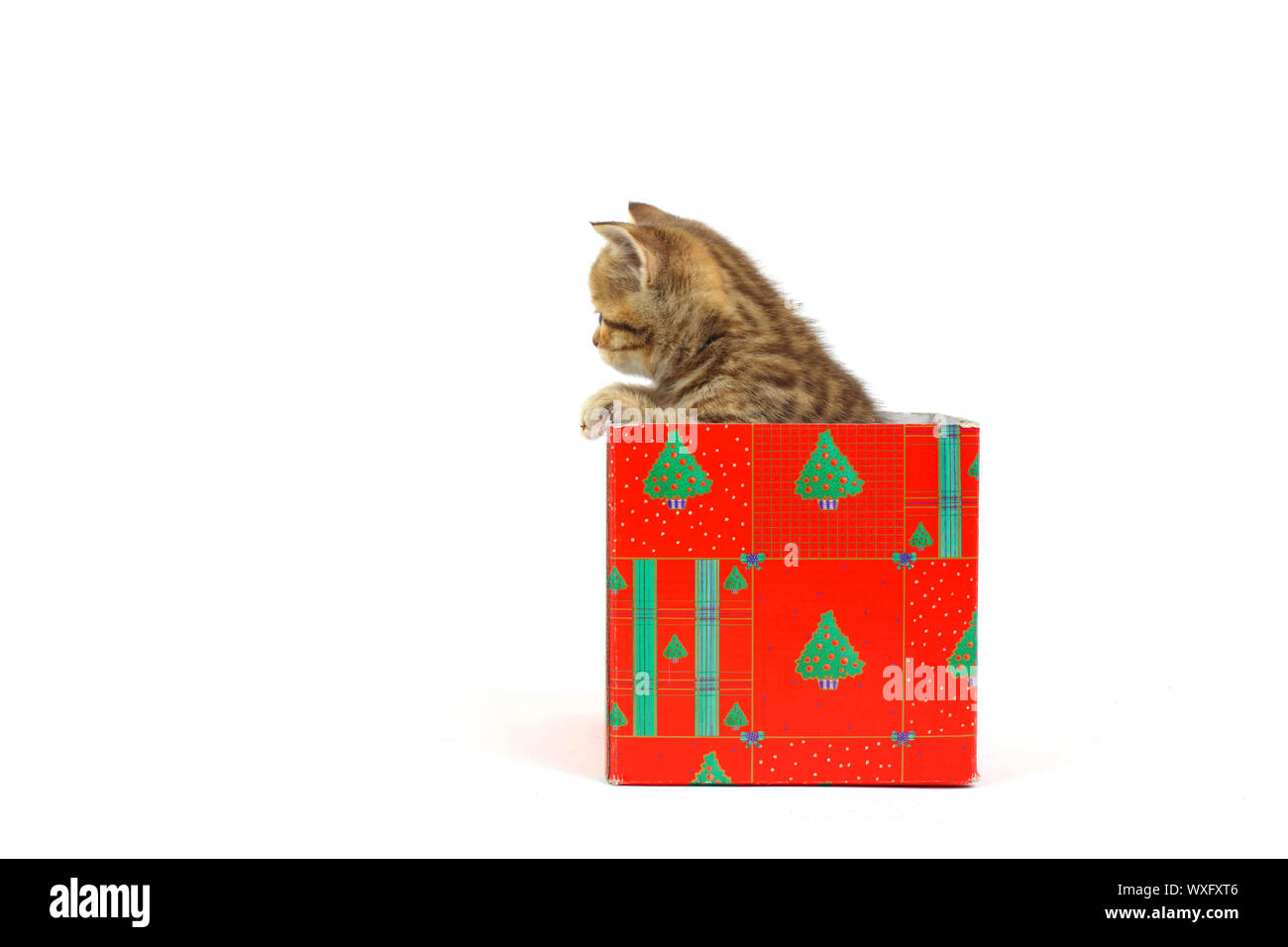 cat in gift box isolated on white background Stock Photo - Alamy
