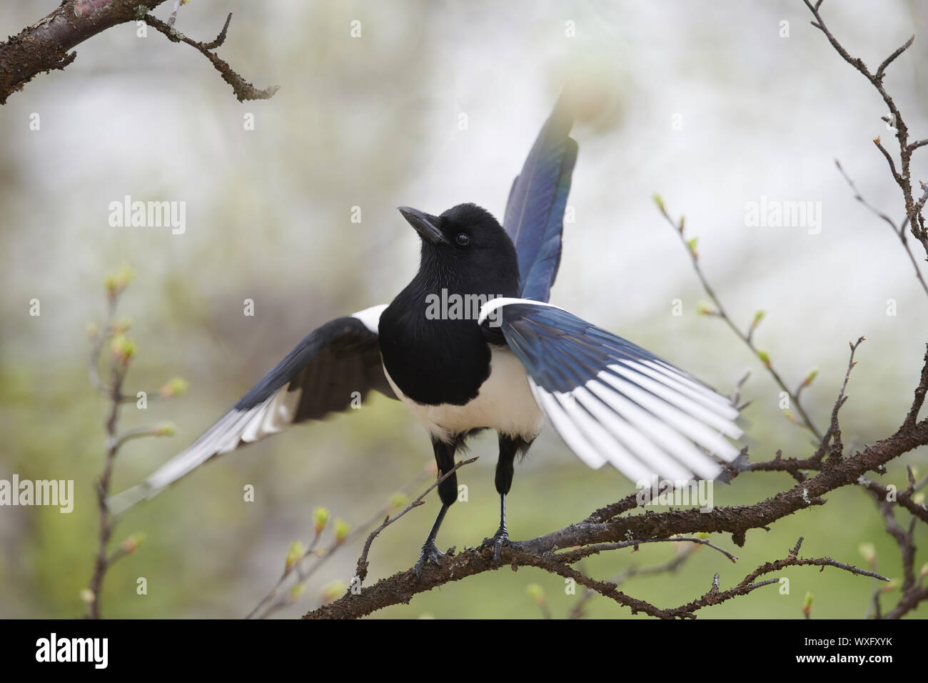 Magpie grass hi-res stock photography and images - Alamy