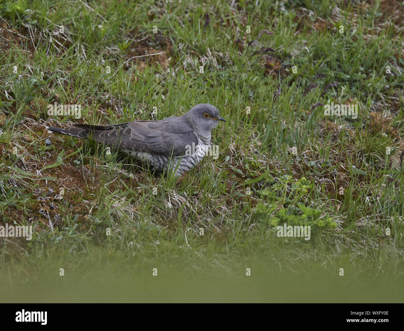 Cuckoo order of birds hi-res stock photography and images - Alamy