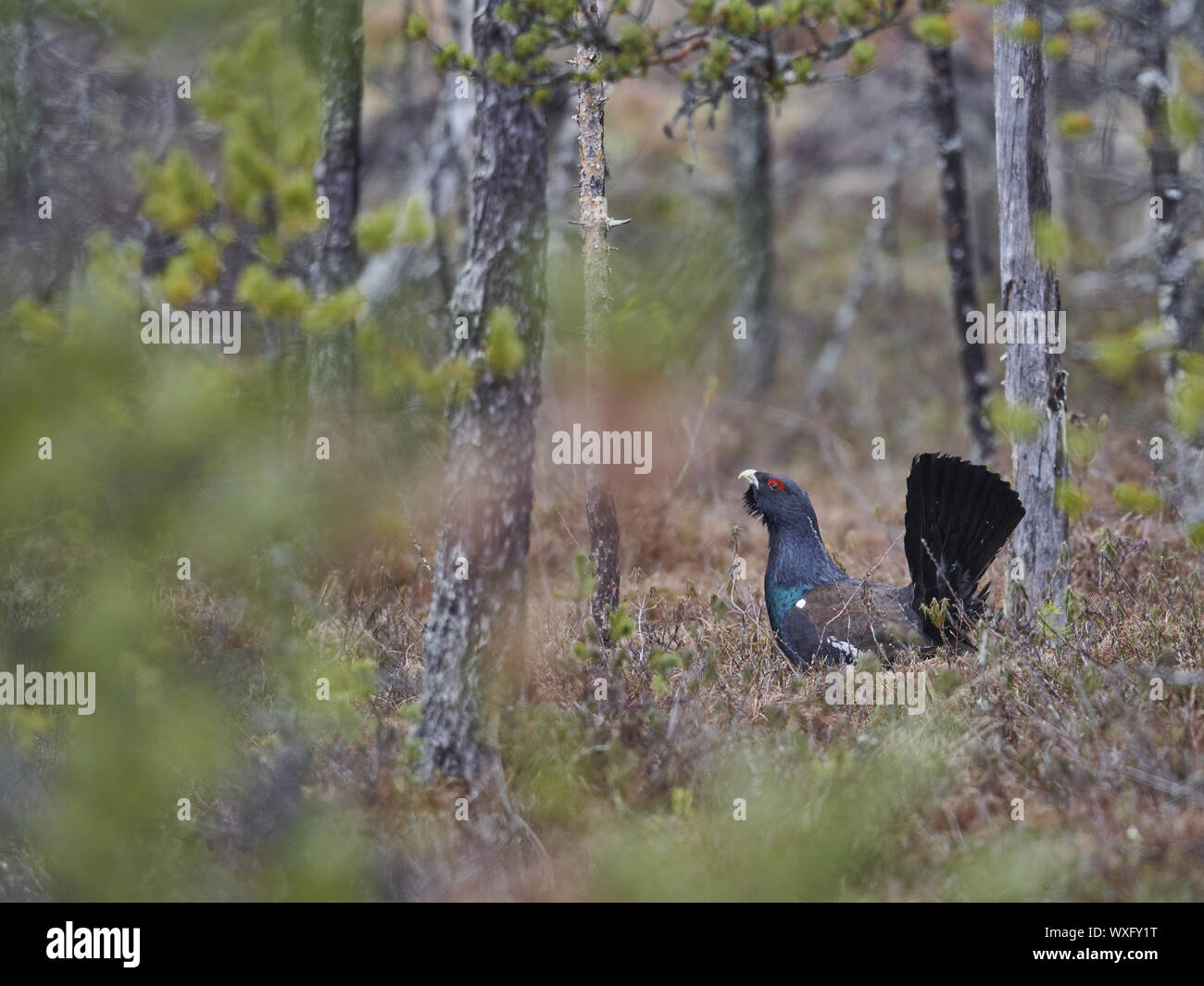 Schween hi-res stock photography and images - Alamy