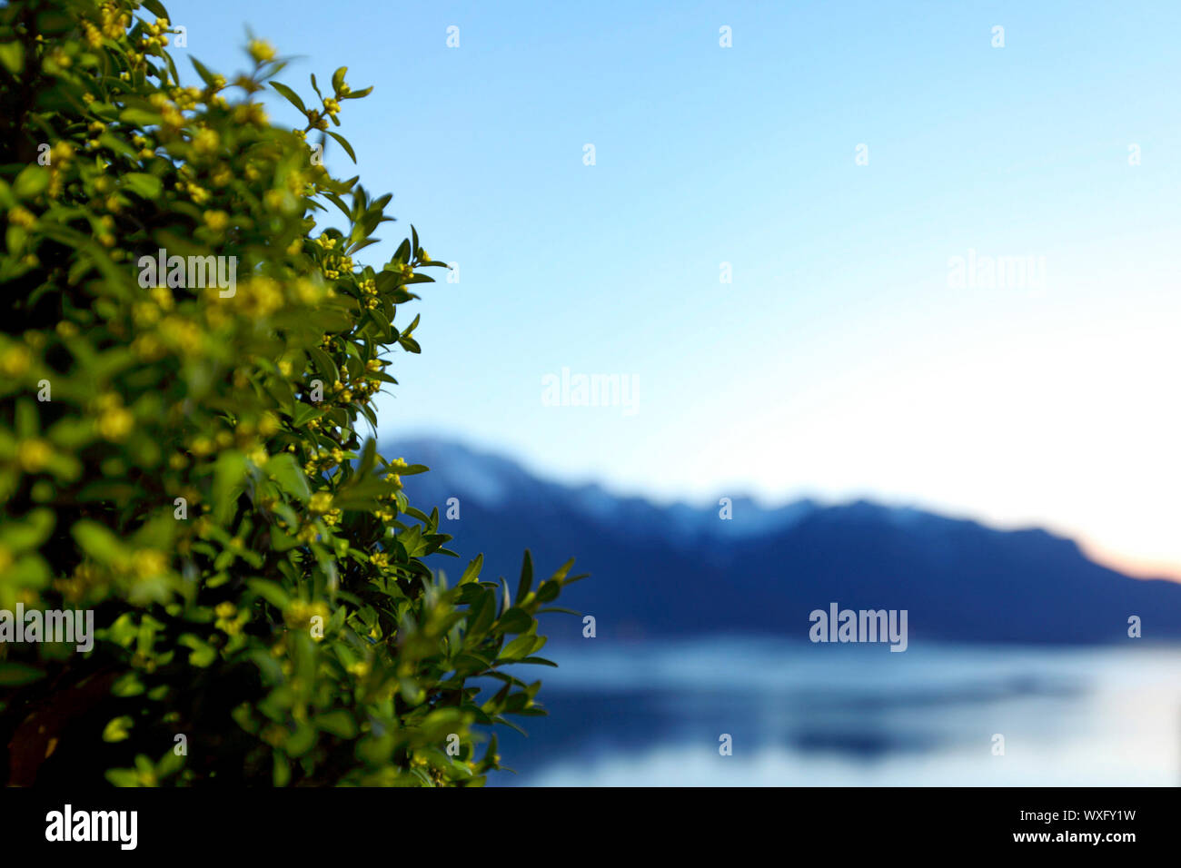 lake of geneva landscape on sunrise Stock Photo - Alamy