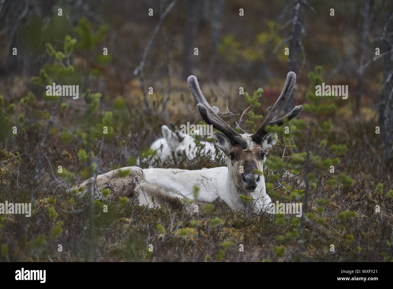 Scandinavian reindeer hi-res stock photography and images - Alamy