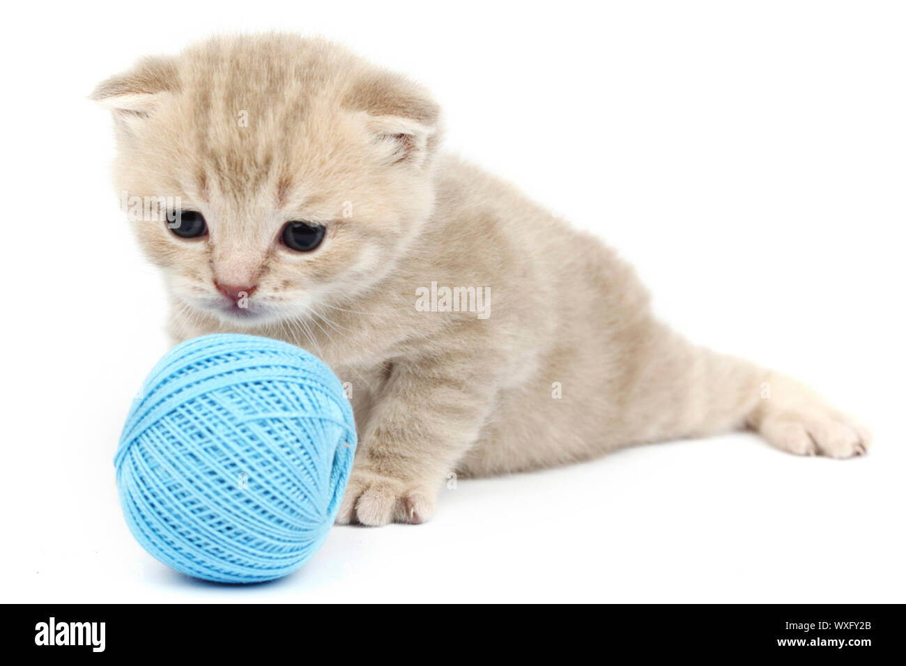 cat and blue wool ball isolated on white Stock Photo - Alamy