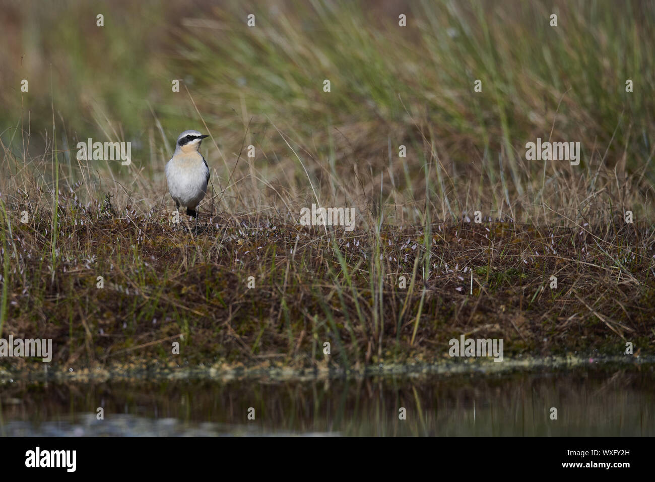 Wheatears hi-res stock photography and images - Alamy
