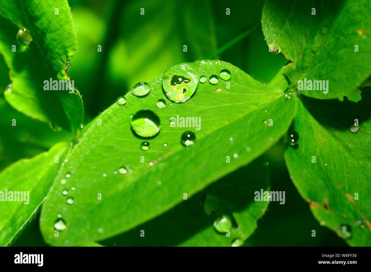 big water drop Stock Photo - Alamy