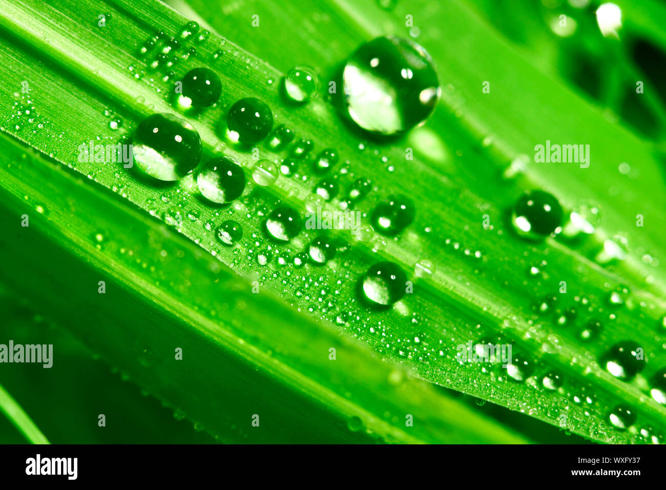 big water drop on grass blade Stock Photo - Alamy