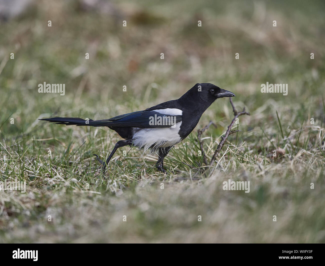 Look european hi-res stock photography and images - Alamy