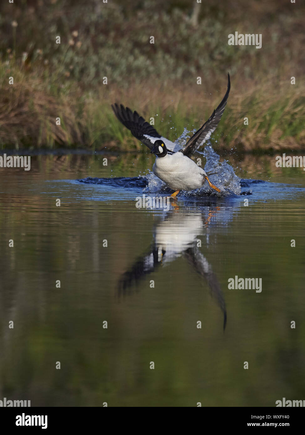 Goldeneye hi-res stock photography and images - Alamy