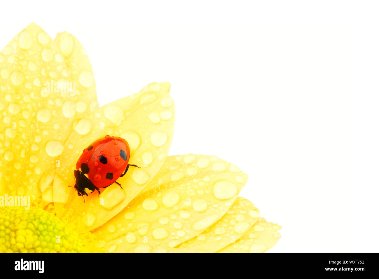 ladybug on yellow flower isolated white background Stock Photo - Alamy