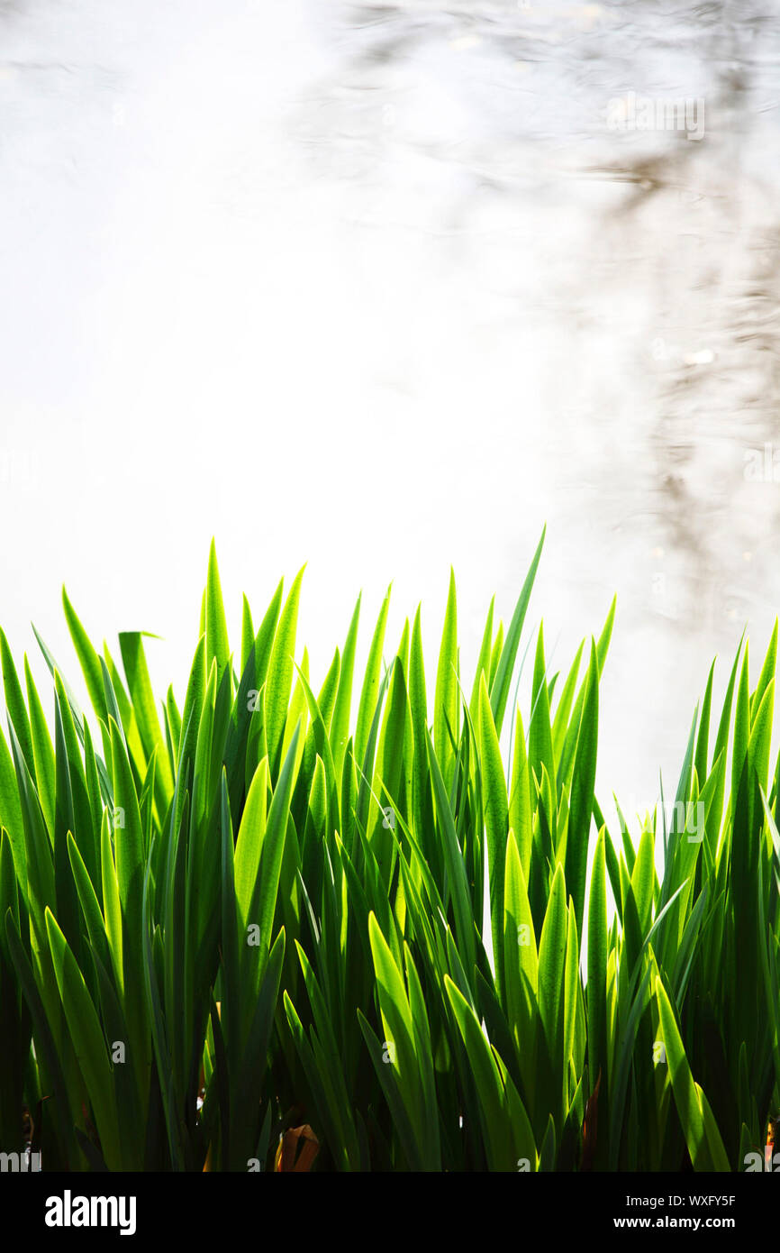 grass on water background Stock Photo - Alamy