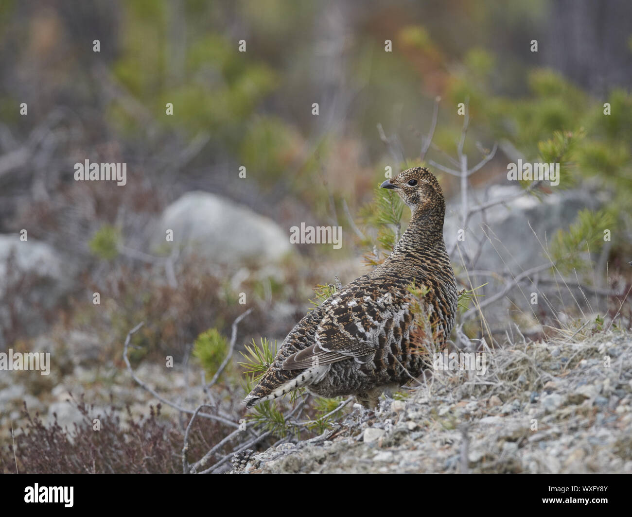 Flying grouse hi-res stock photography and images - Alamy