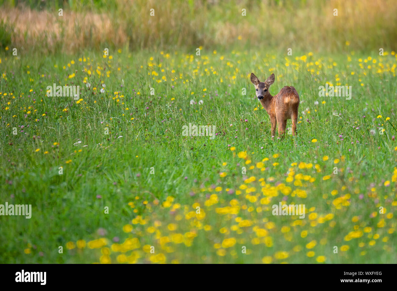 Czech wildlife hi-res stock photography and images - Alamy