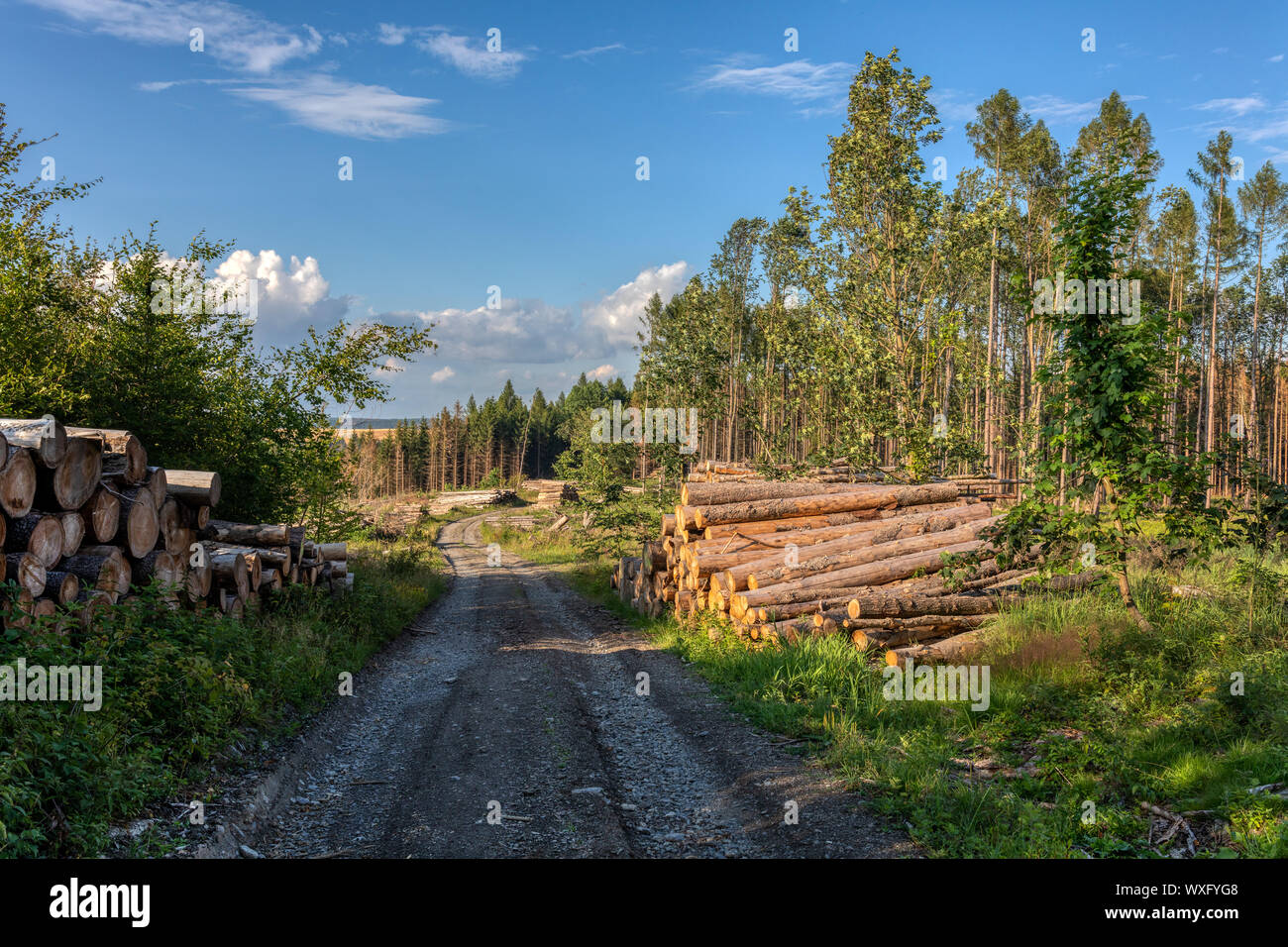 Piled logs of harvested wood in forest Stock Photo - Alamy