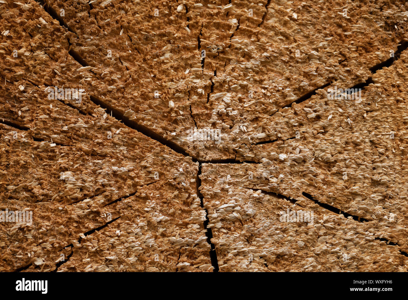 Spruce wood tree-rings texture Stock Photo - Alamy