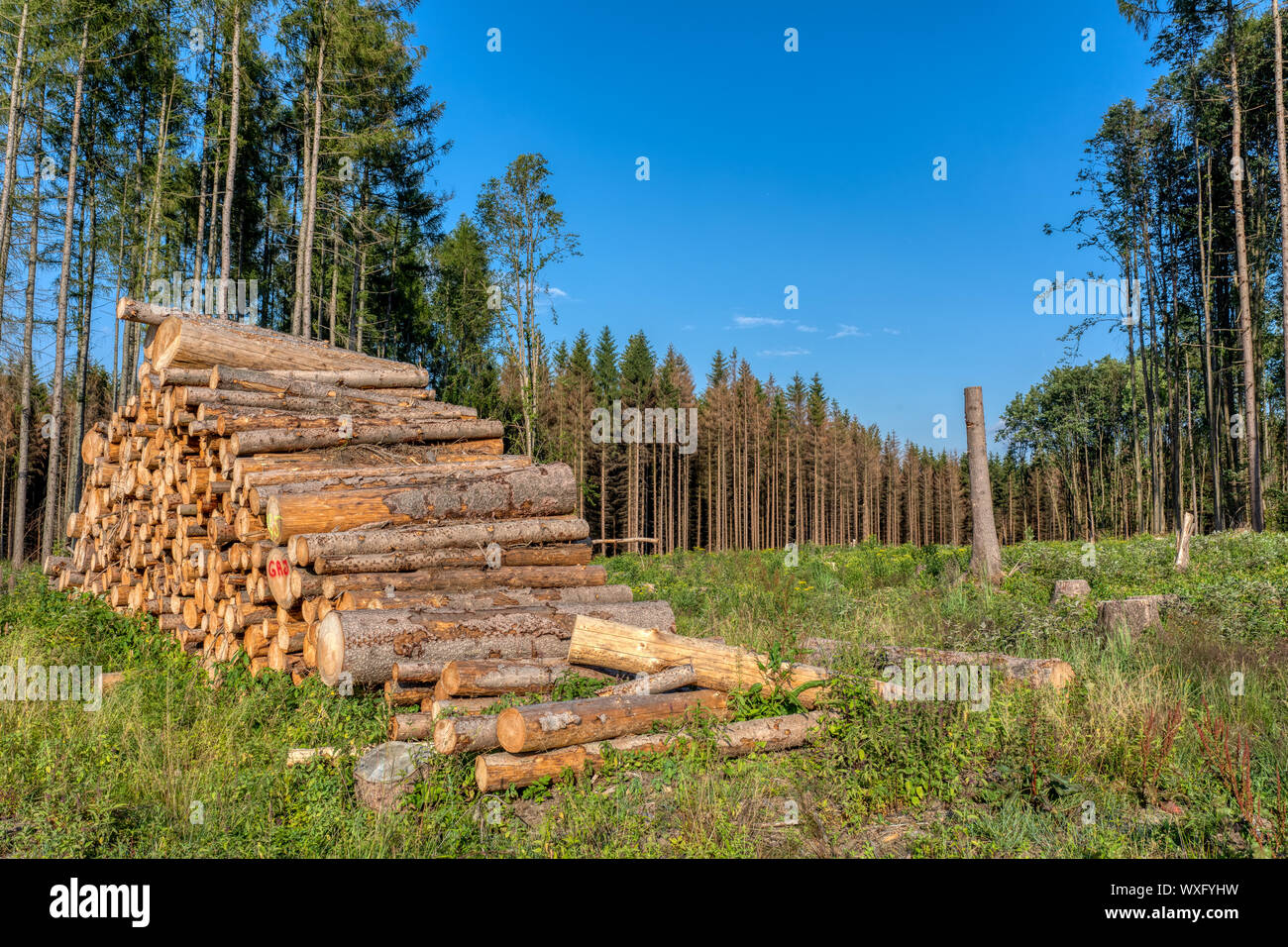 Piled logs of harvested wood in forest Stock Photo - Alamy