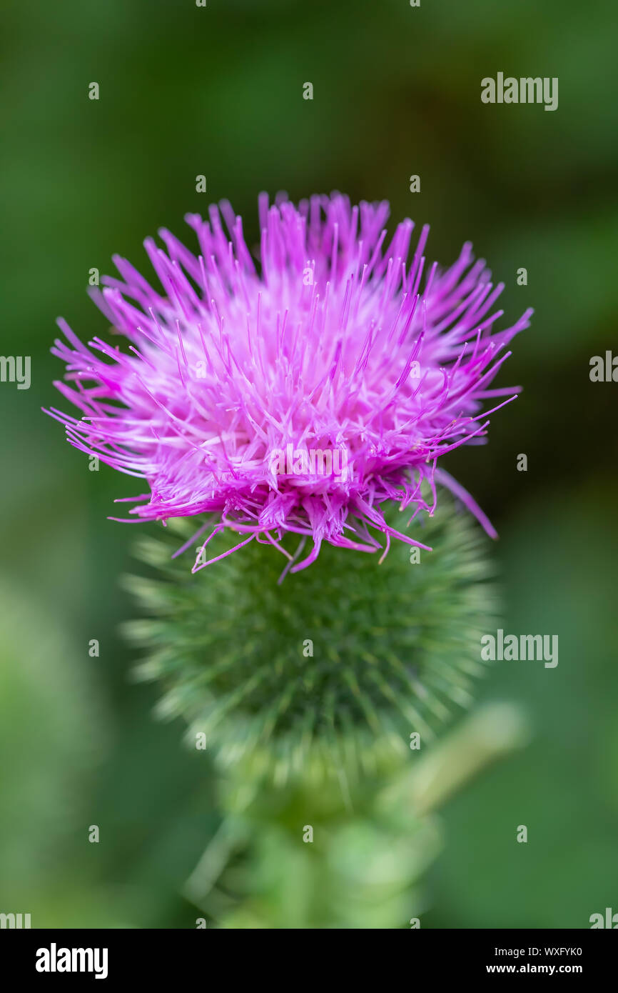 Cardus nutans hi-res stock photography and images - Alamy
