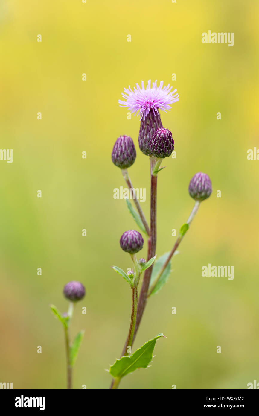 Cardus nutans hi-res stock photography and images - Alamy