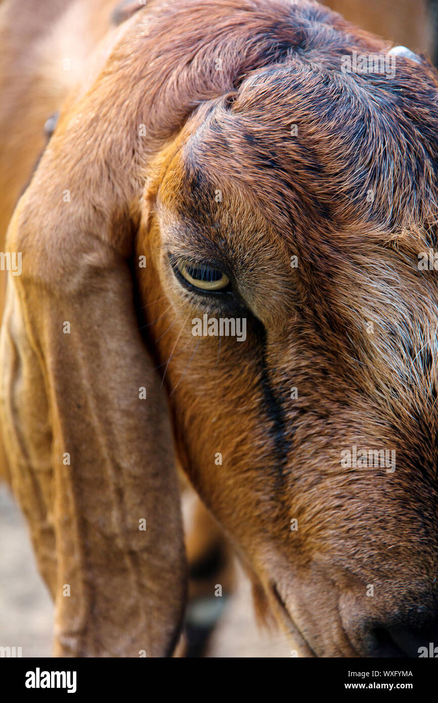 Goat face hi-res stock photography and images - Alamy