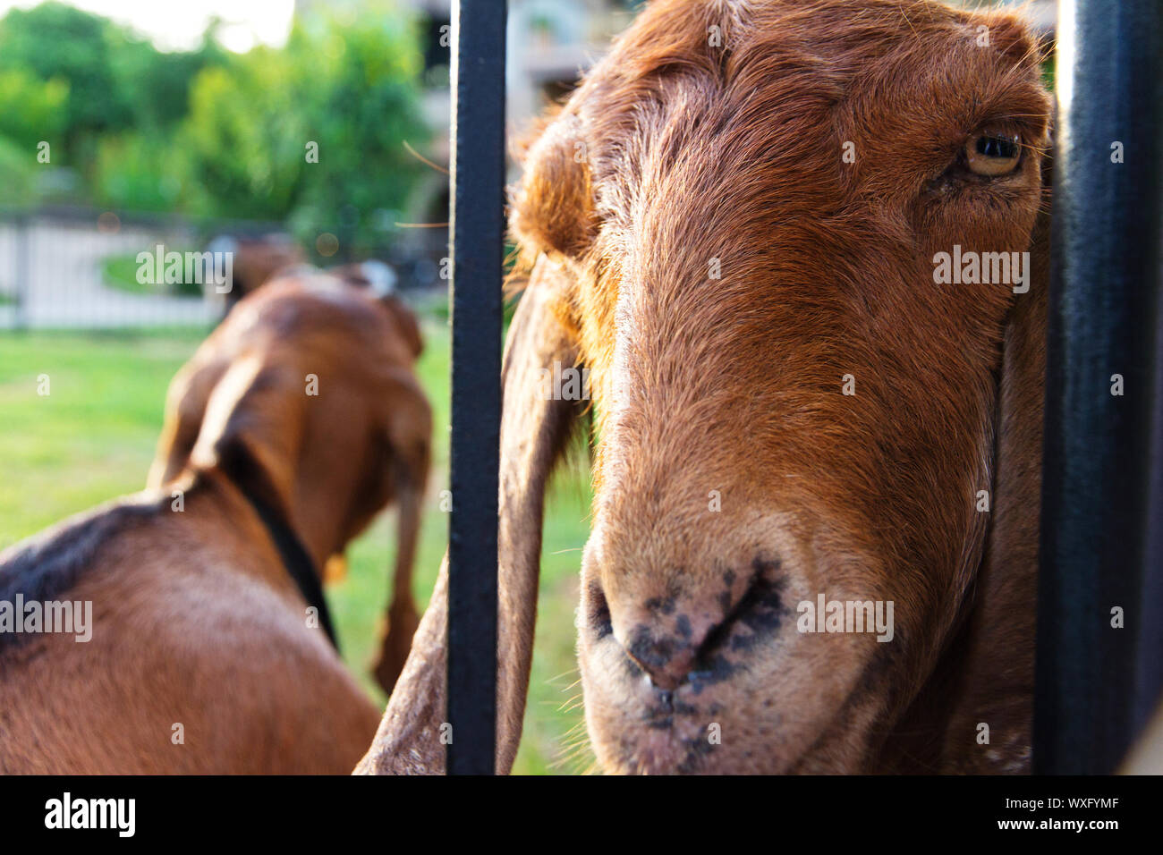 Goat in the farm hi-res stock photography and images - Alamy