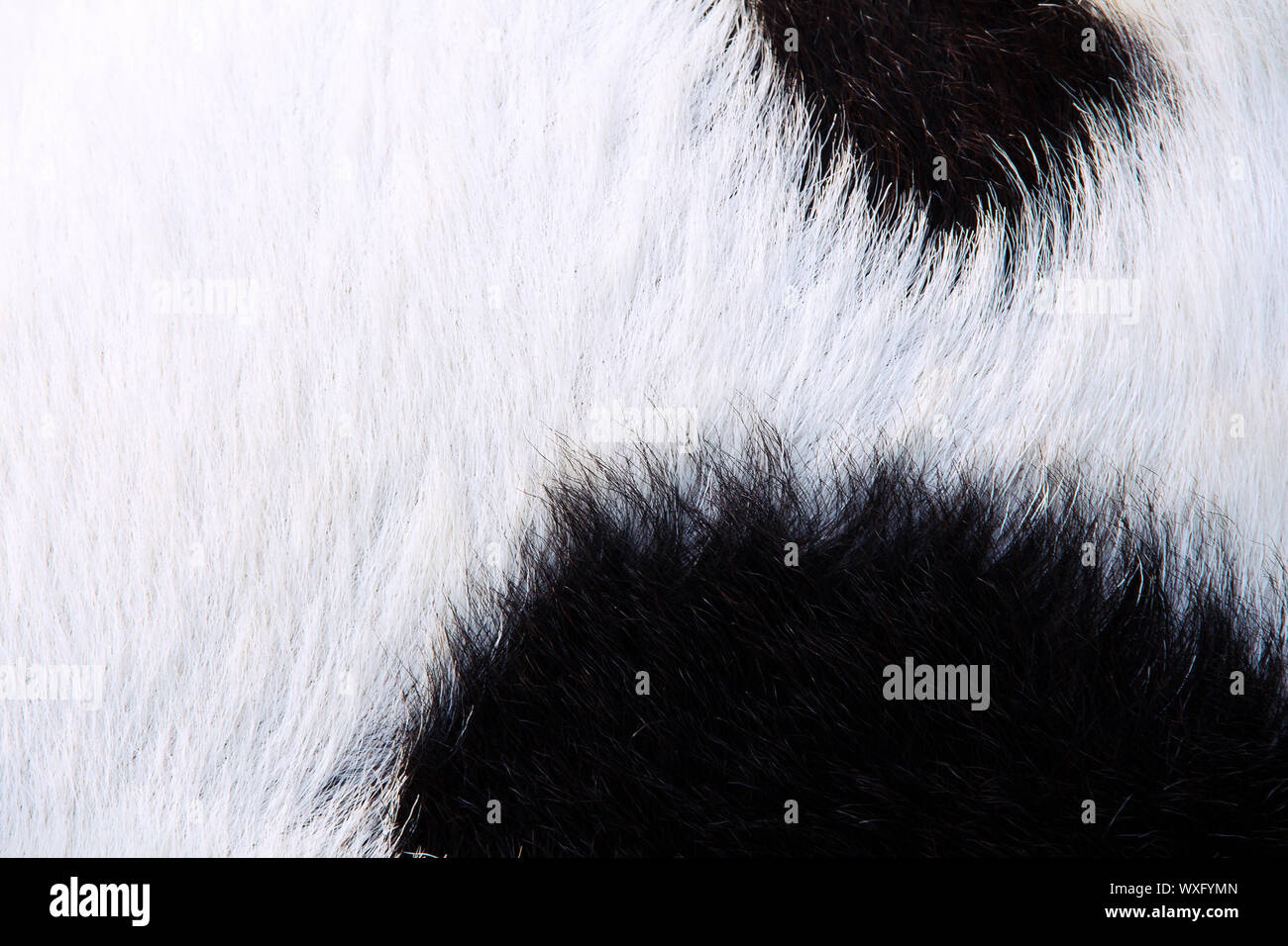 Goat hair texture hi-res stock photography and images - Alamy