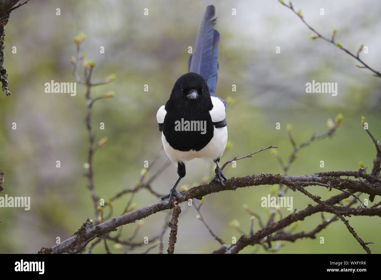 Magpie look hi-res stock photography and images - Alamy