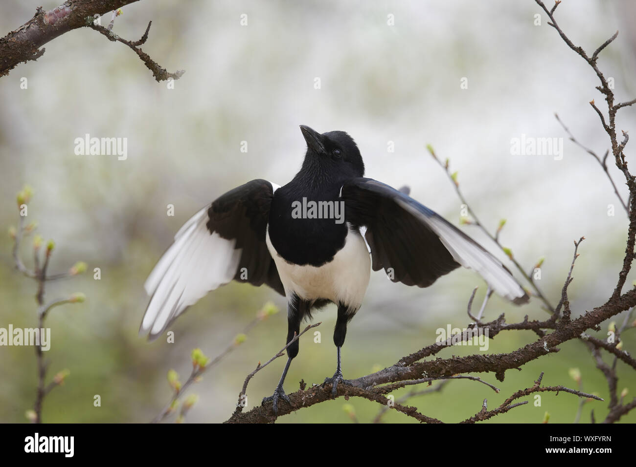 Look e hi-res stock photography and images - Alamy