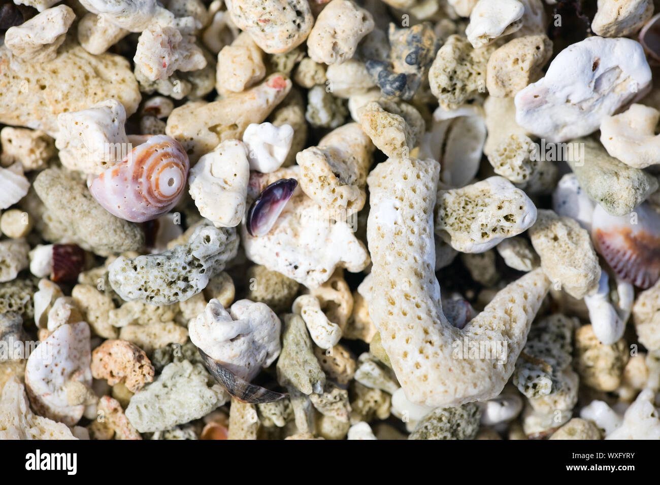 Shell and corals background. Assortment of shells and corals Stock ...