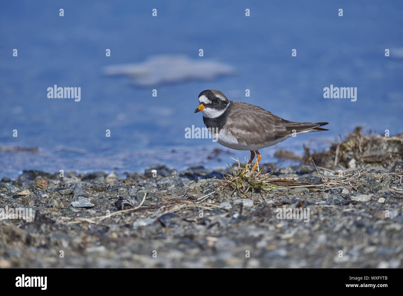 Common Ringed Plover Stock Photo - Alamy