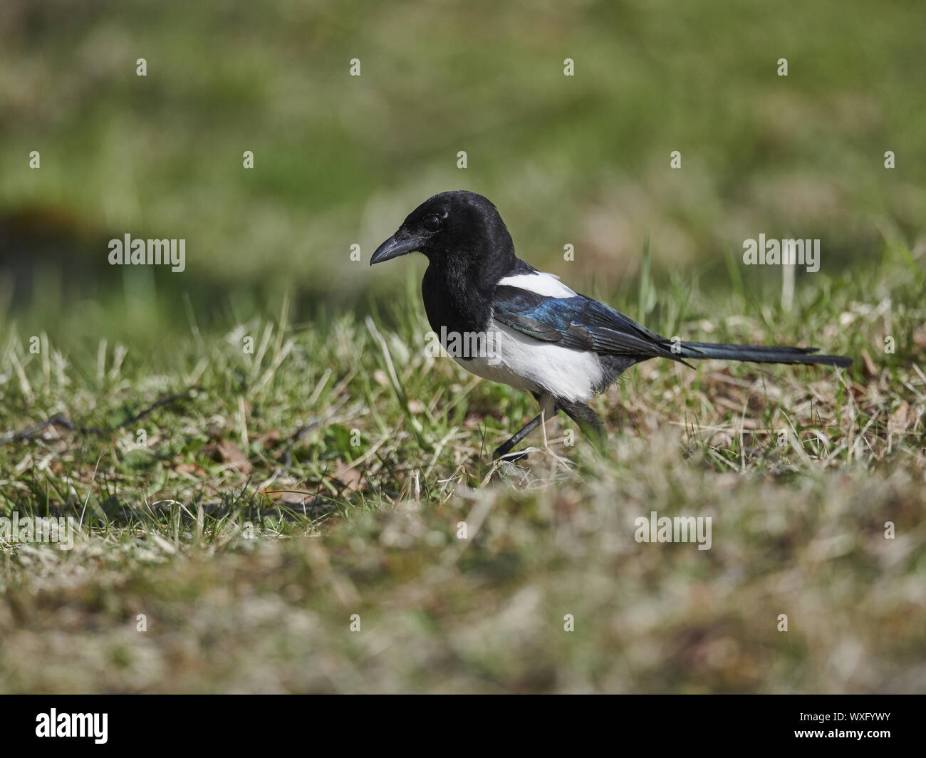 Intelligent species hi-res stock photography and images - Alamy