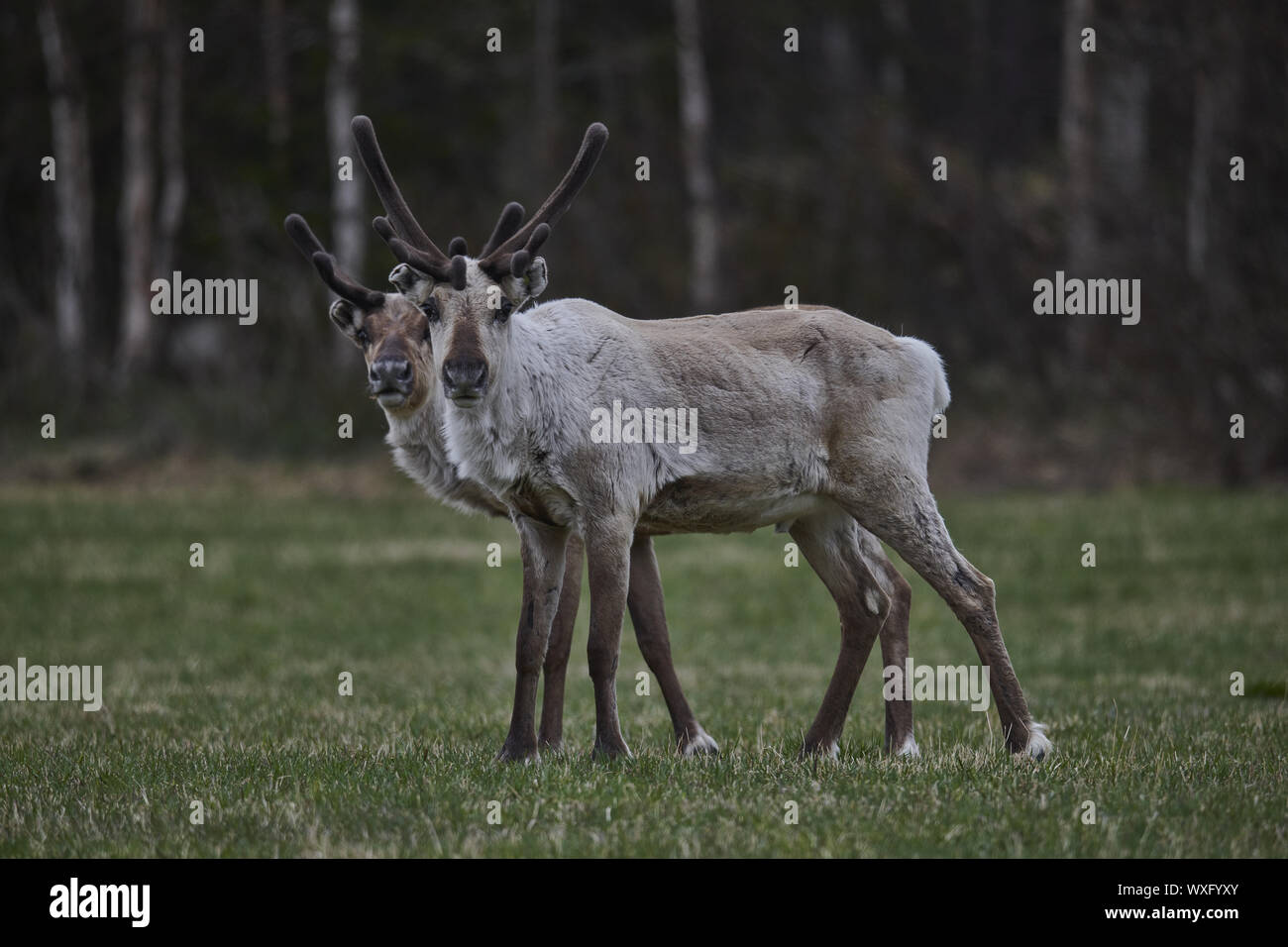 Scandinavian reindeer hi-res stock photography and images - Alamy