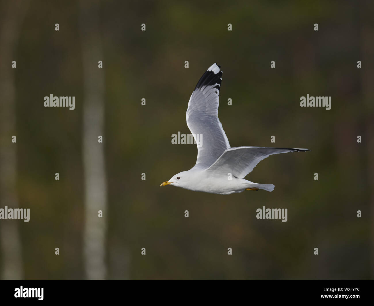 Gull species hi-res stock photography and images - Alamy