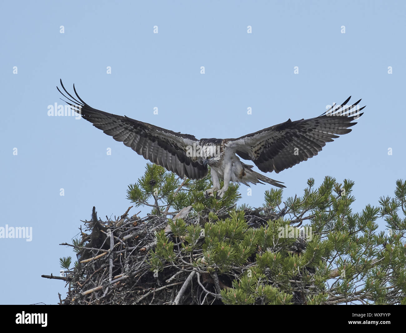 Wildlife unesco animal hi-res stock photography and images - Alamy