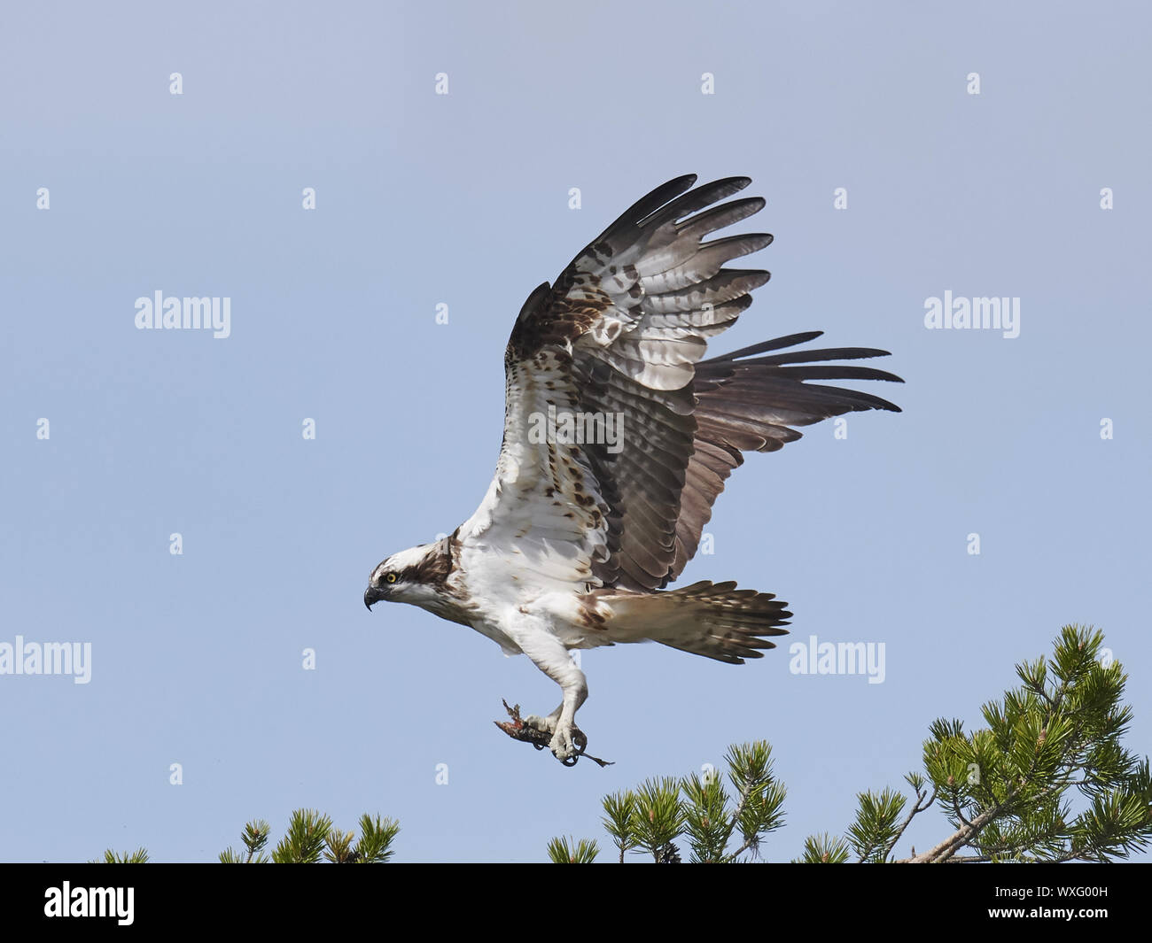 American osprey in flight hi-res stock photography and images - Alamy
