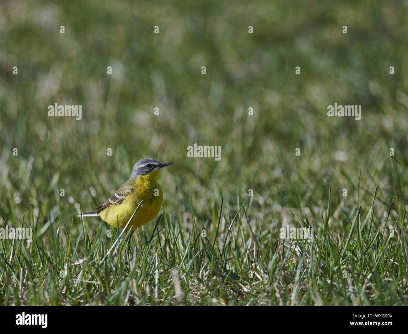 Yellow wagtails hi-res stock photography and images - Alamy