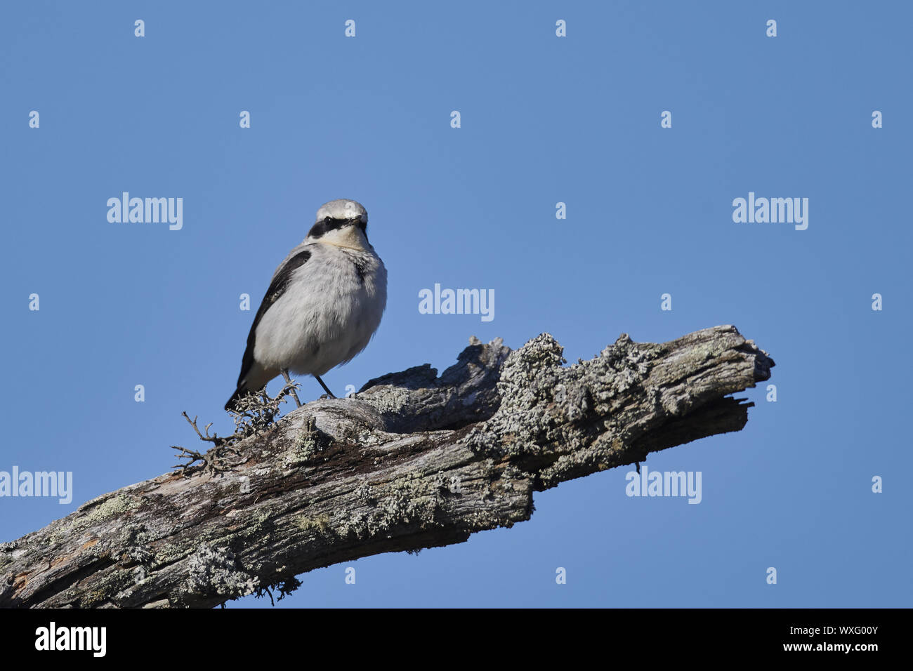 Northern wheatears hi-res stock photography and images - Alamy