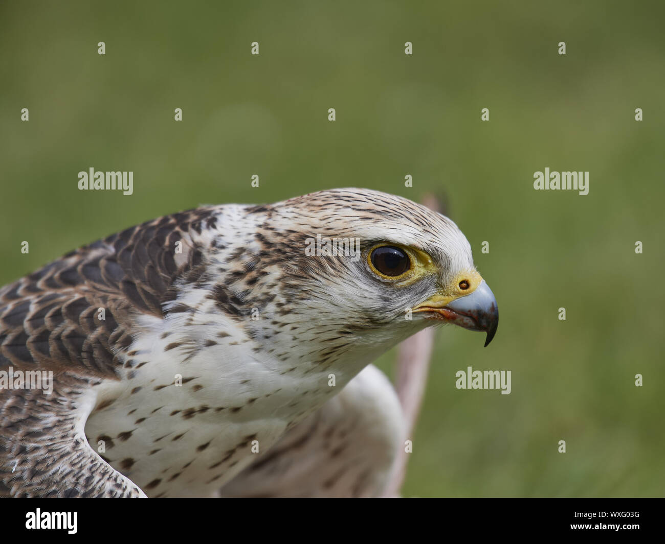 Gyrfalcon park hi-res stock photography and images - Alamy