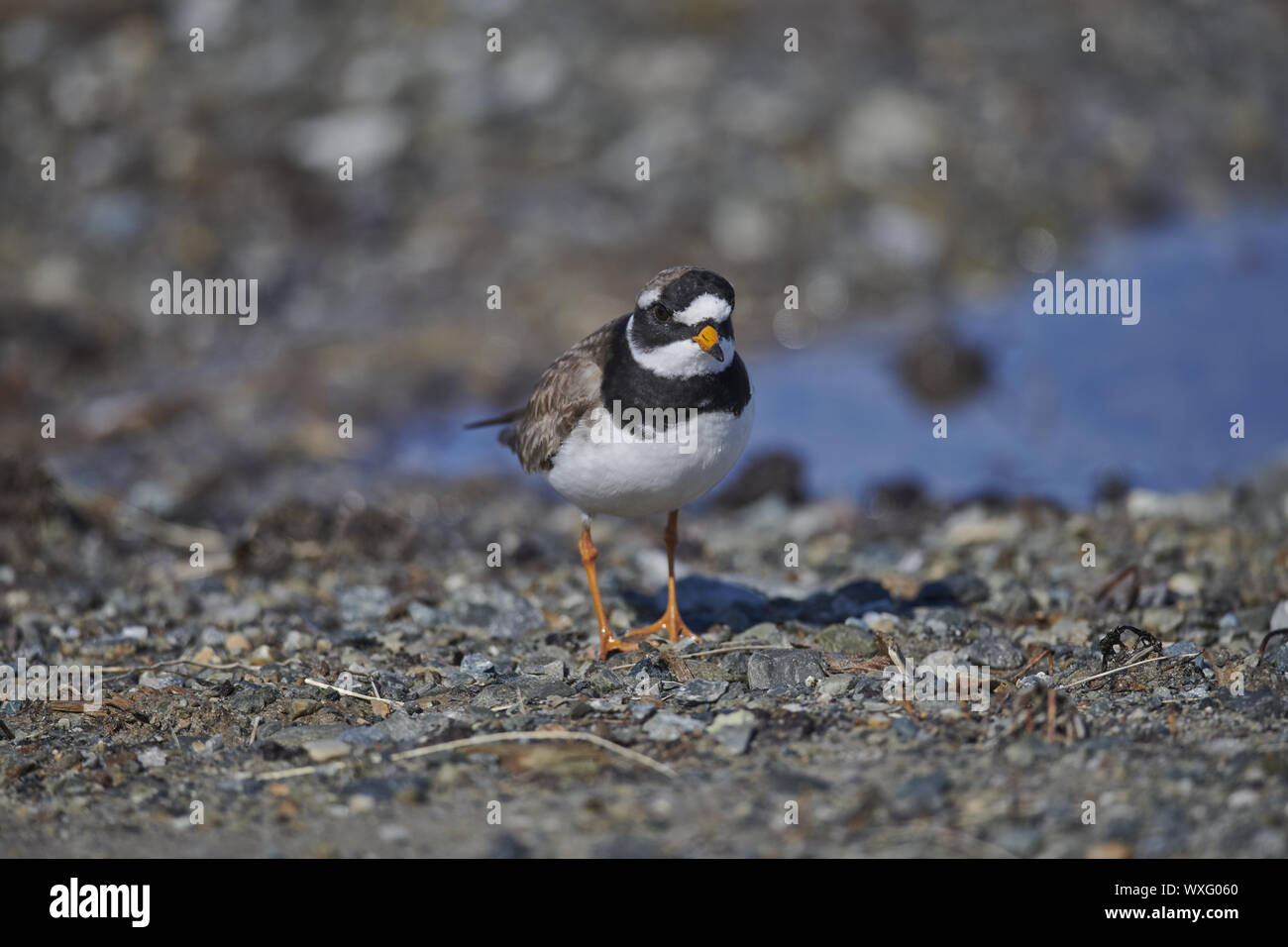 Common Ringed Plover Stock Photo - Alamy