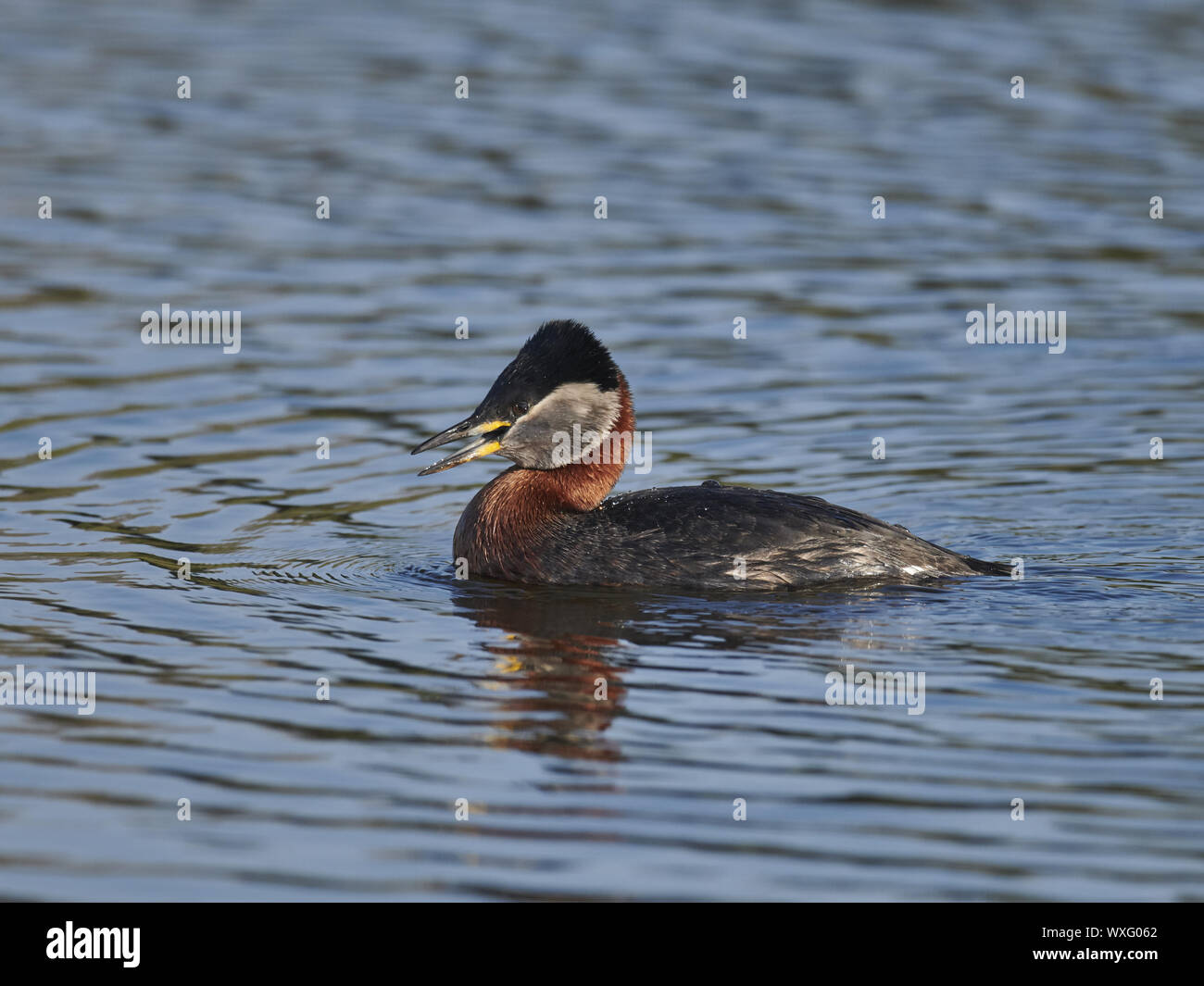 Grebe red necked podiceps hi-res stock photography and images - Alamy